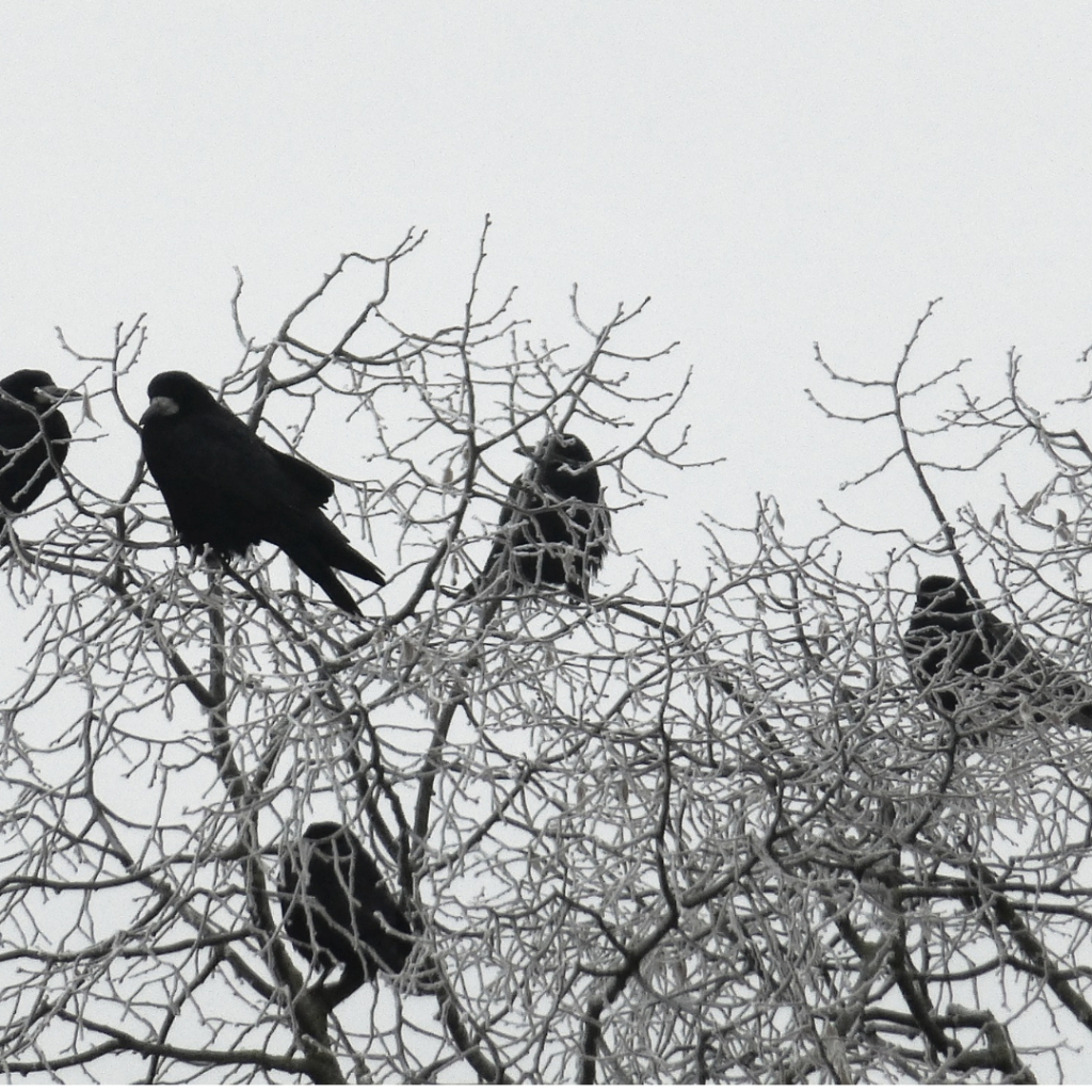 The Crows of Cayuga County-Nuisance or Character?