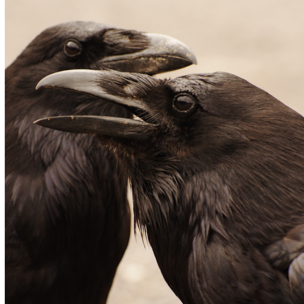 The Crows of Cayuga County-Nuisance or Character?