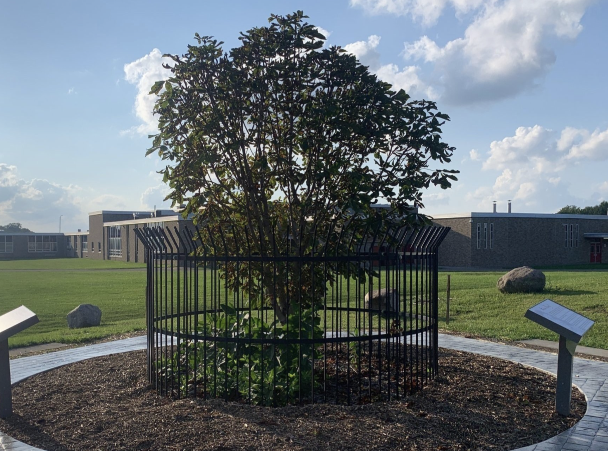 The Anne Frank Tree in Southern Cayuga NY